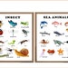 Sea Animals & Insects Printable Set, Learning Resource, Wall Print ...