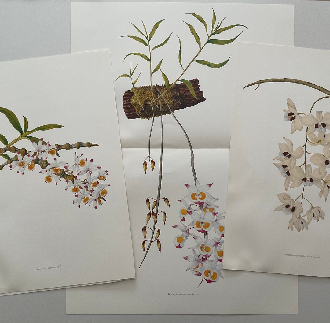 3 Large Lithographs of Beautiful Orchids Water Damaged in One Corner ...