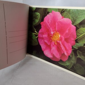 A Set of Beautiful Postcards With Roses, Printed in Germany in 1996 ...