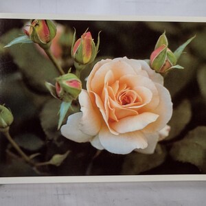 A Set of Beautiful Postcards With Roses, Printed in Germany in 1996 ...