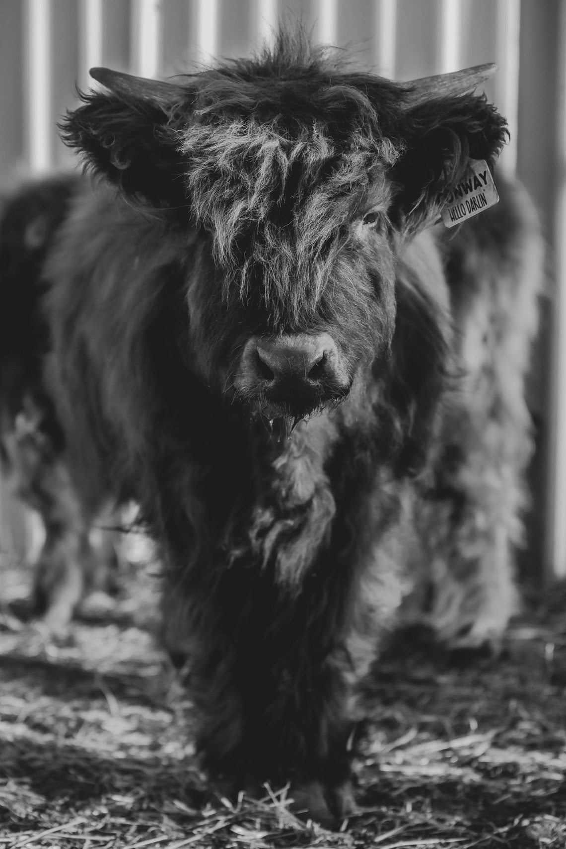 Highland Cattle Prints - Etsy