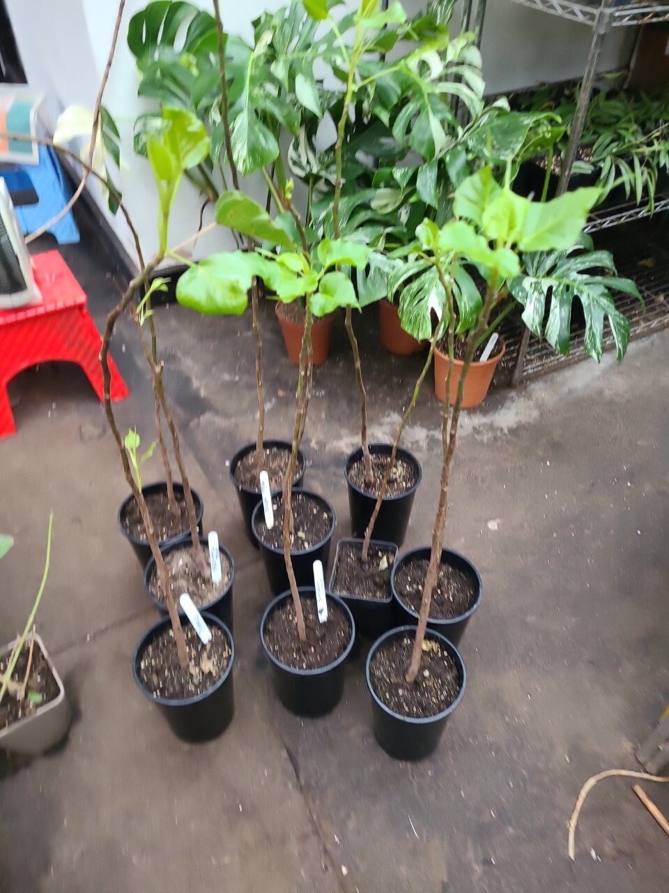 Ficus Religiosa Bodhi /pipple /peepal Live Tree 2-3 Feet in - Etsy ...