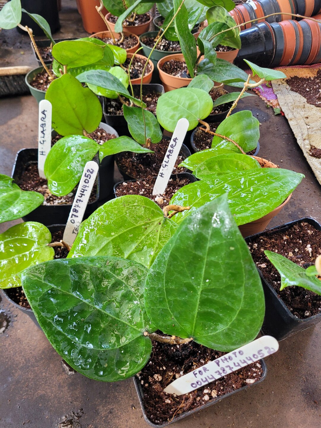 Hoya Glabra , Small Well Rooted Plug, House Plant - Etsy UK