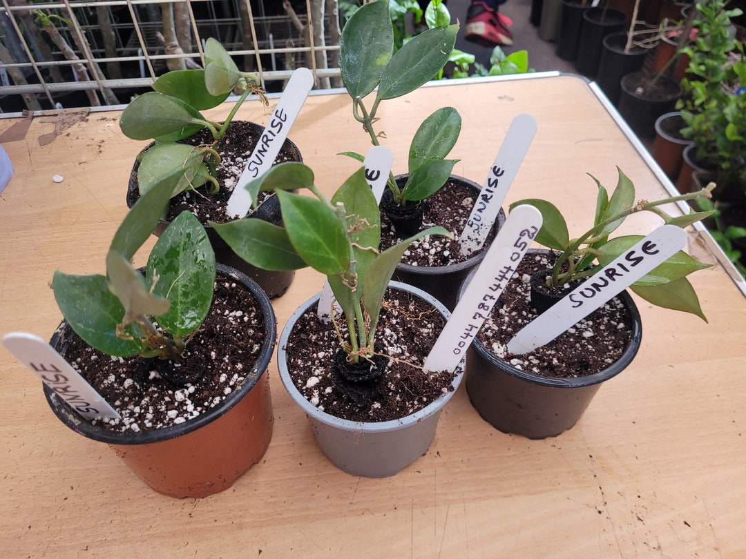 Hoya Sunrise, Small Rooted Plug, House Plant - Etsy UK