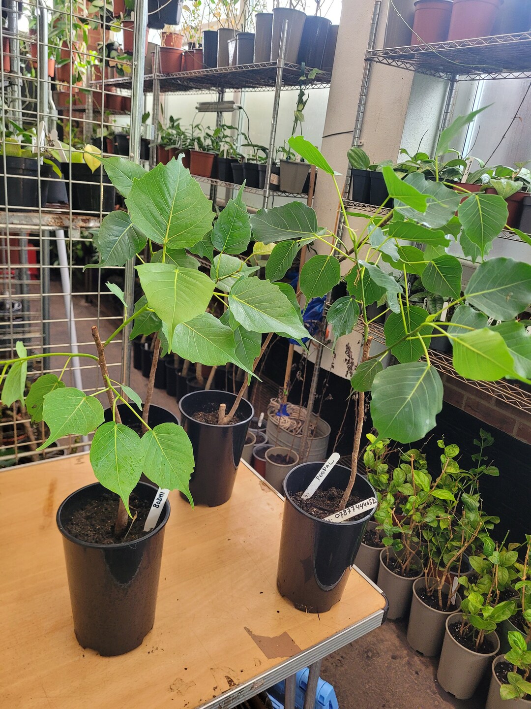 Ficus Religiosa Bodhi /pipple /peepal Live Tree 60-80cm in Height, 2 ...