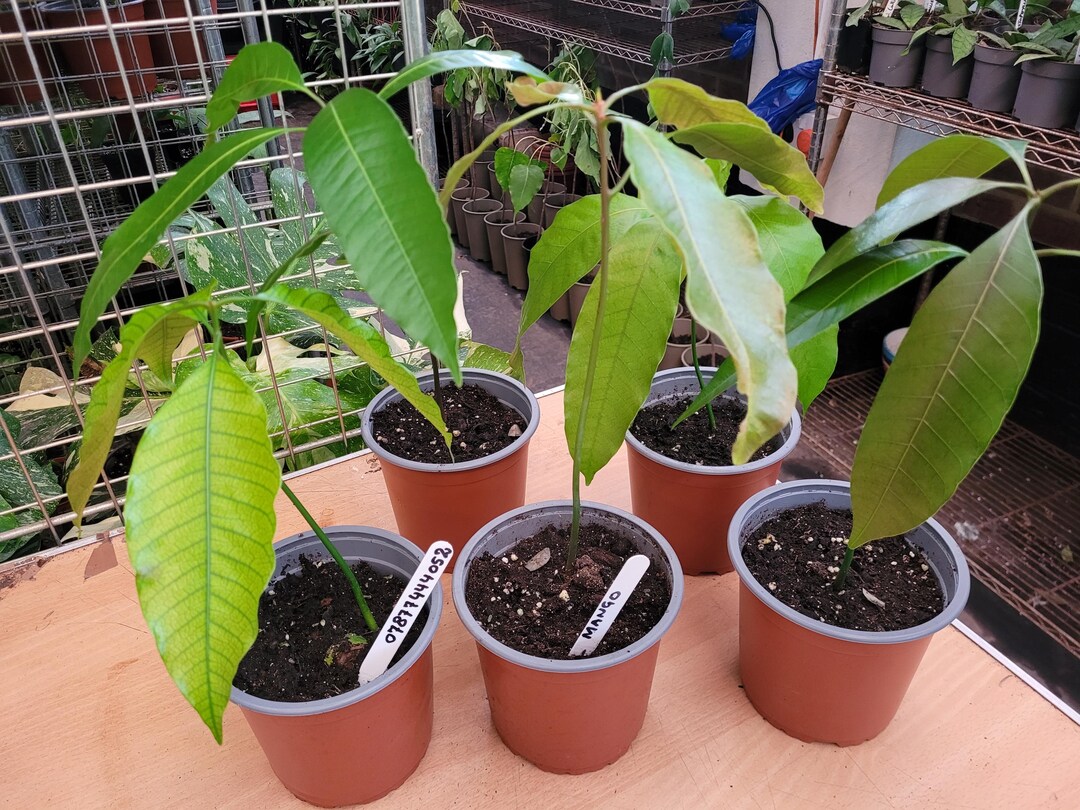 Live Mango Plant, Small Plant Grown From Pip - Etsy Canada