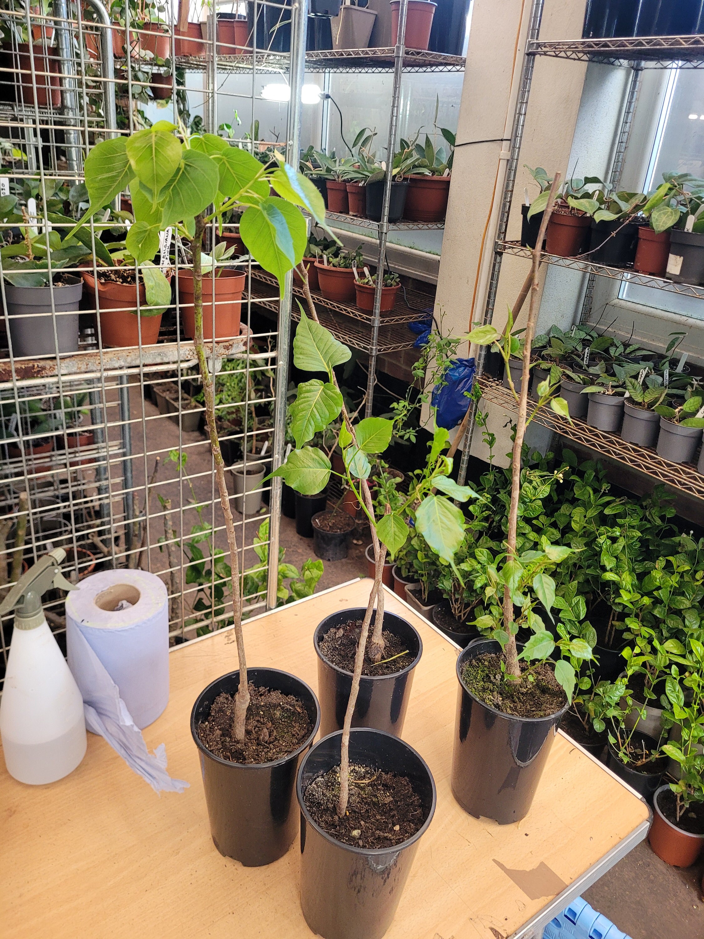 Ficus Religiosa Bodhi /pipple /peepal Live Tree 60-80cm in Height, 2 ...