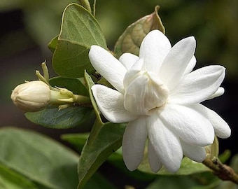 Mysore Malli | Etsy New Zealand