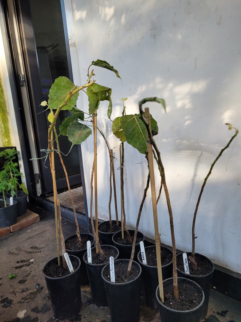 Ficus Religiosa Bodhi /pipple /peepal Live Tree 60-80cm in Height, 2 ...