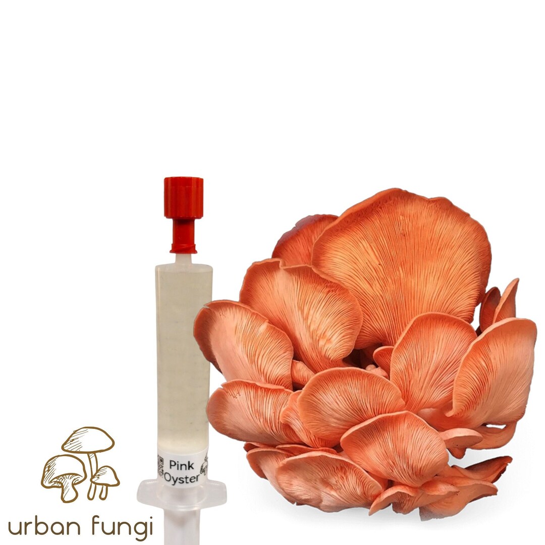 Pink Oyster Liquid Culture Pleurotus Djamor Grow Mushrooms At Home With