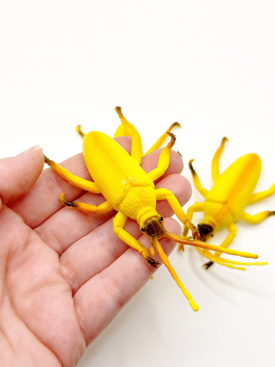 Beetle, Bugs, Scarab, Weevil, Stag Beetle, Diorama Supplies, Insect for ...