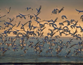 Florida Everglades Art | Etsy