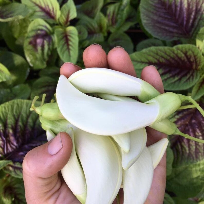 Hummingbird Tree Seed Packet 30 Seeds - Etsy