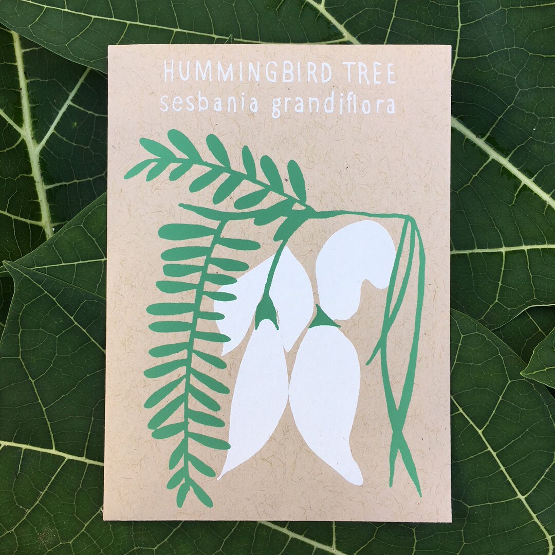 Hummingbird Tree Seed Packet, 30 Seeds - Etsy
