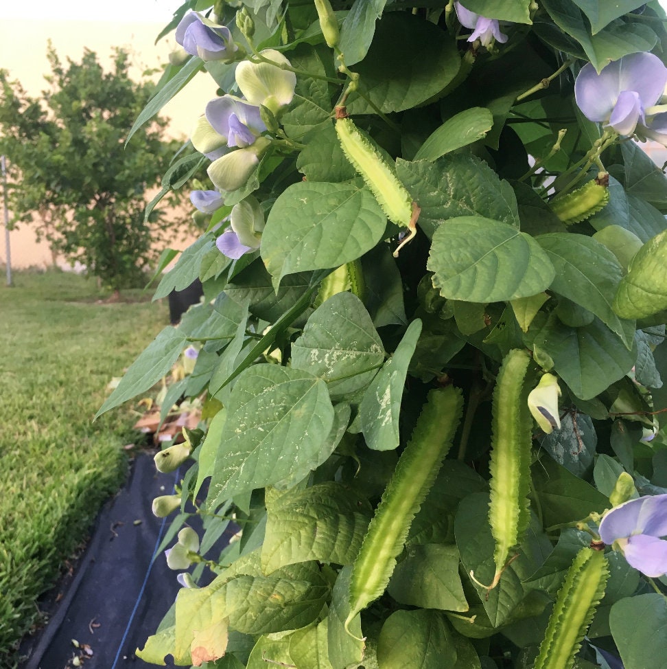 Winged Bean Seed Packet 20 Seeds - Etsy
