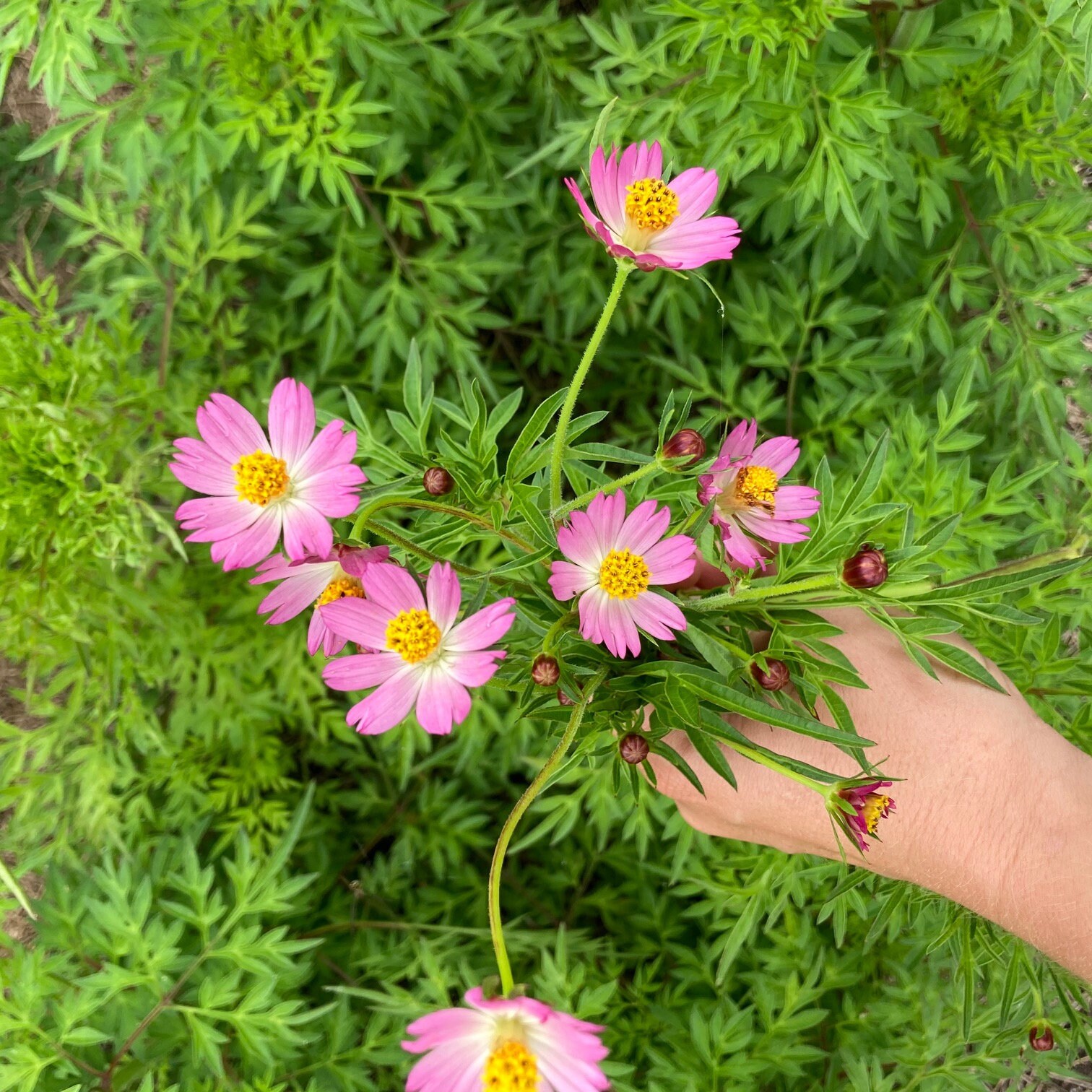 Wild Cosmo Seed Packet 30 Seeds - Etsy