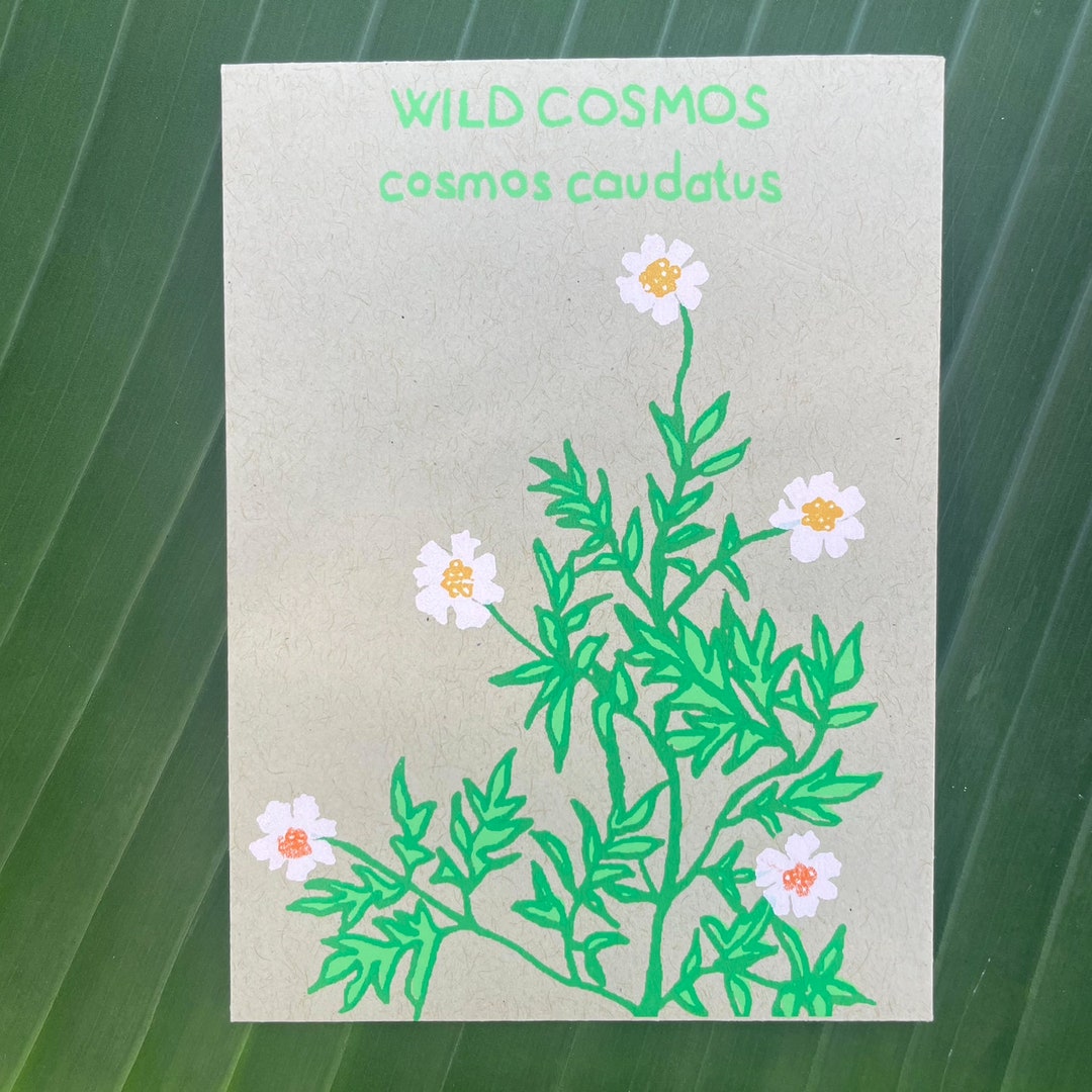 Wild Cosmo Seed Packet, 30 Seeds - Etsy