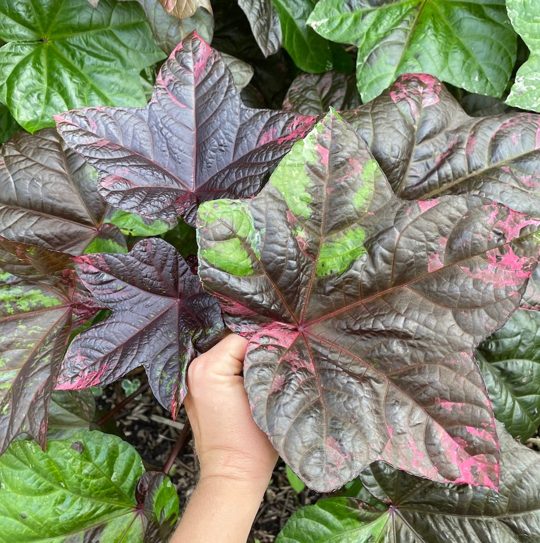 Aunt Lillis South Sea Salad Tree Live Plant - Etsy