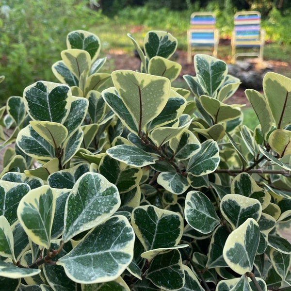 Ficus Triangularis Variegated - Etsy