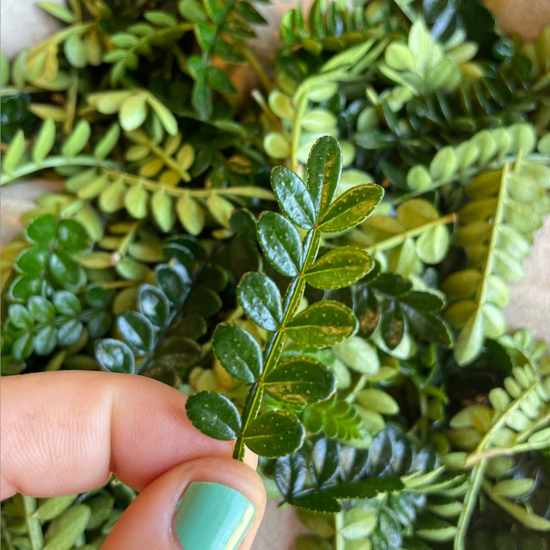 Kinome, Aka Chinese Pepper Tree, Large Live Plant - Etsy