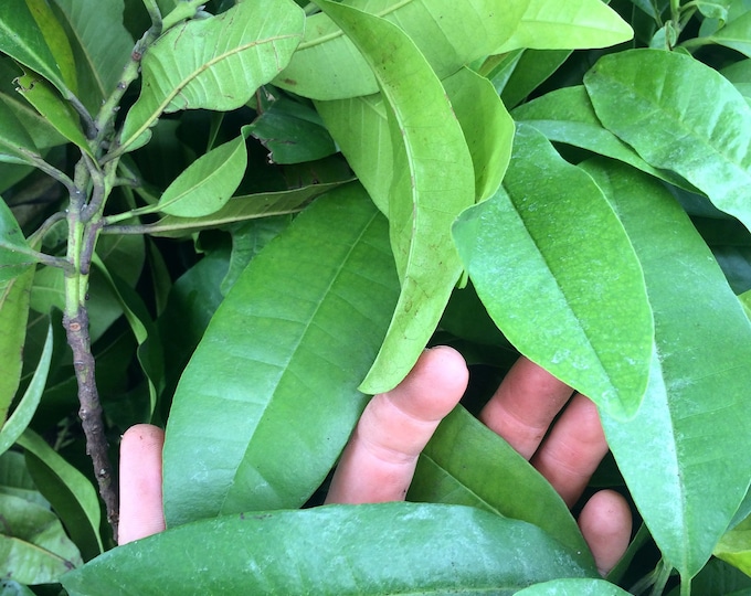 Allspice Tree, Large Live Plant - Etsy