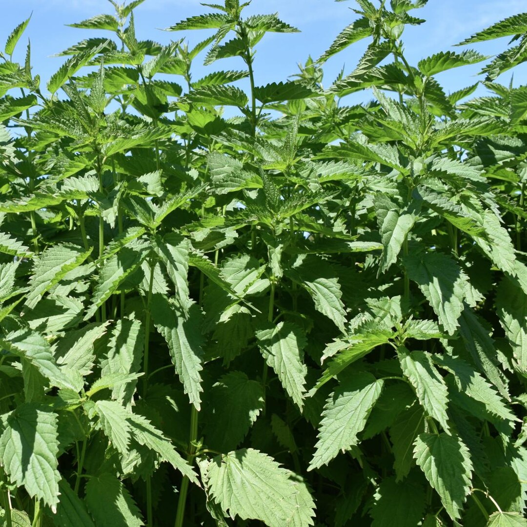 Stinging Nettle Live Plant - Shipping Within Florida ONLY! - Etsy
