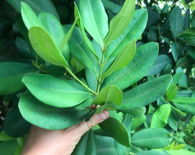 Lemon Bay Rum Tree Live Plant - Etsy
