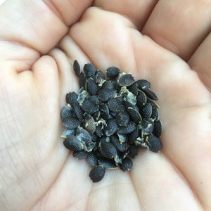 Purple Possum Passionfruit Seed Packet, 20 Seeds - Etsy