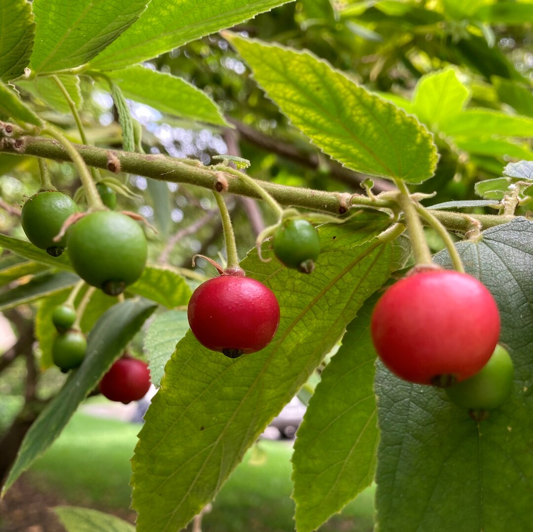 Strawbery Tree, Large Live Plant - Etsy