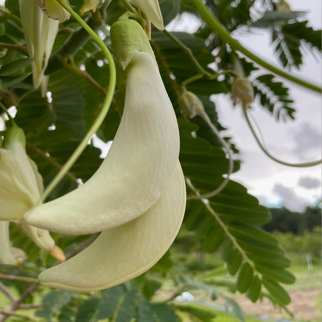 Hummingbird Tree Seed Packet, 30 Seeds - Etsy