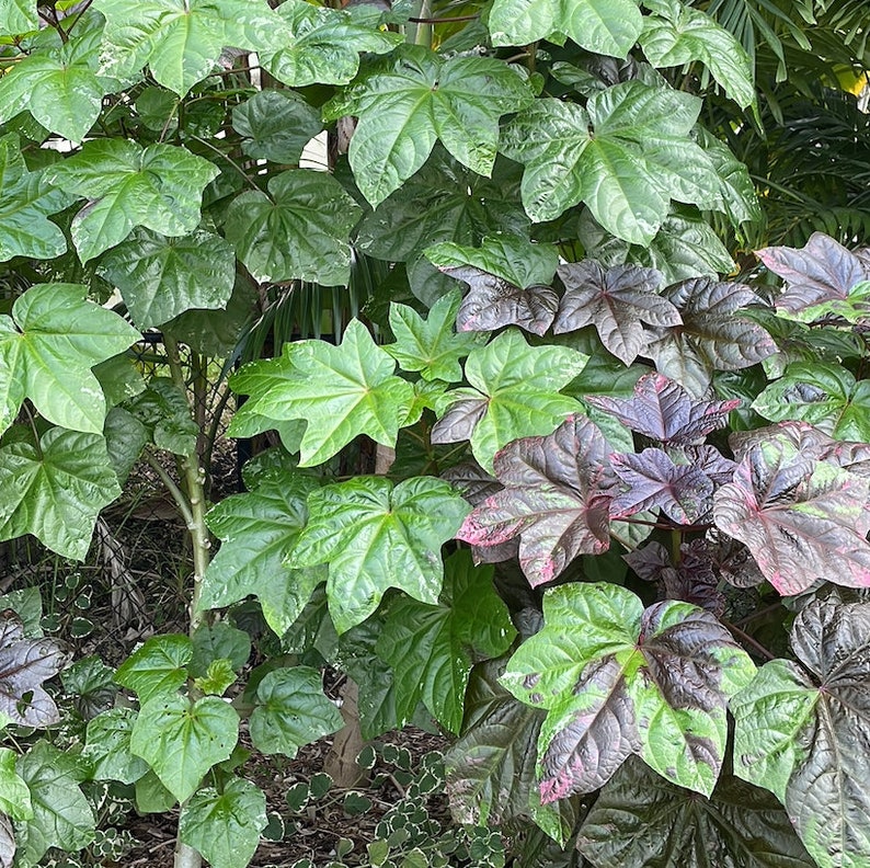 Aunt Lillis South Sea Salad Tree Live Plant - Etsy