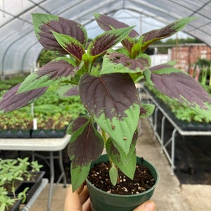Celosia Aka Lagos Spinach (celosia Argentea Var. Spicata) Live Plant ...