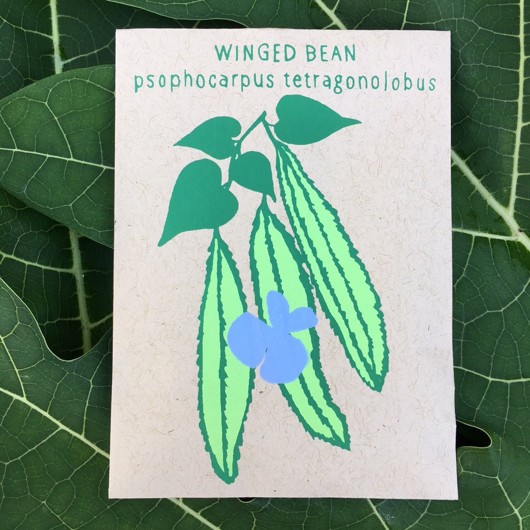 Winged Bean Seed Packet, 20 Seeds - Etsy