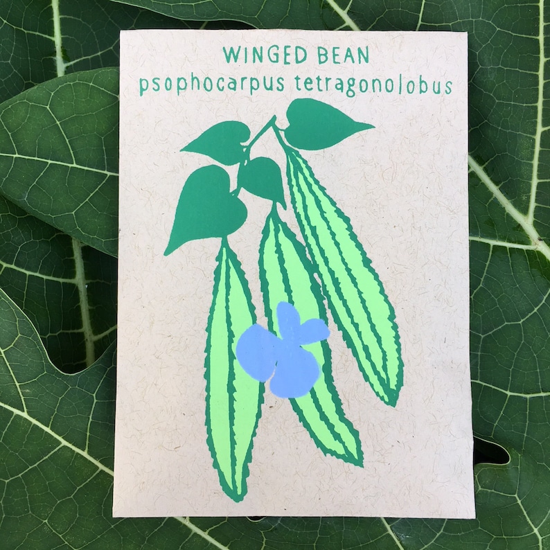 Winged Bean Seed Packet, 20 Seeds - Etsy