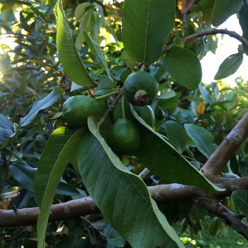 Pink Guava Tree, Large Live Plant - Etsy