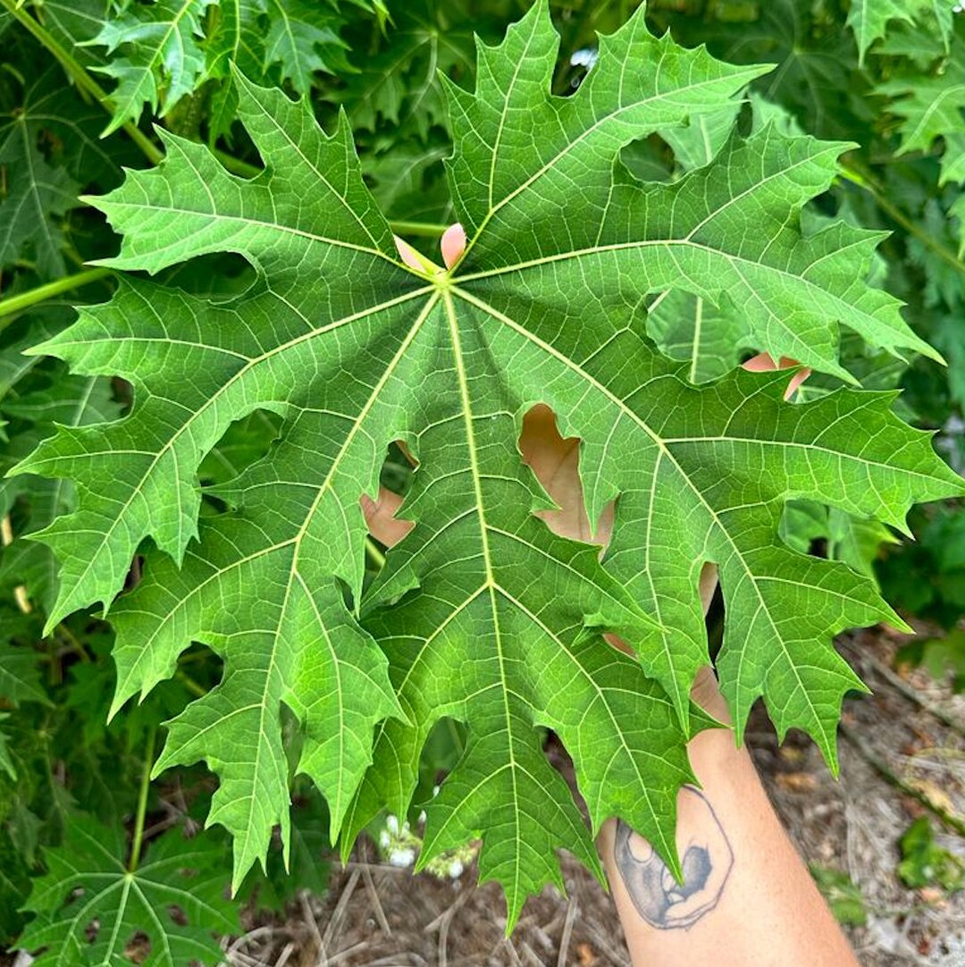 Chaya Tree Spinach Live Plant - Etsy