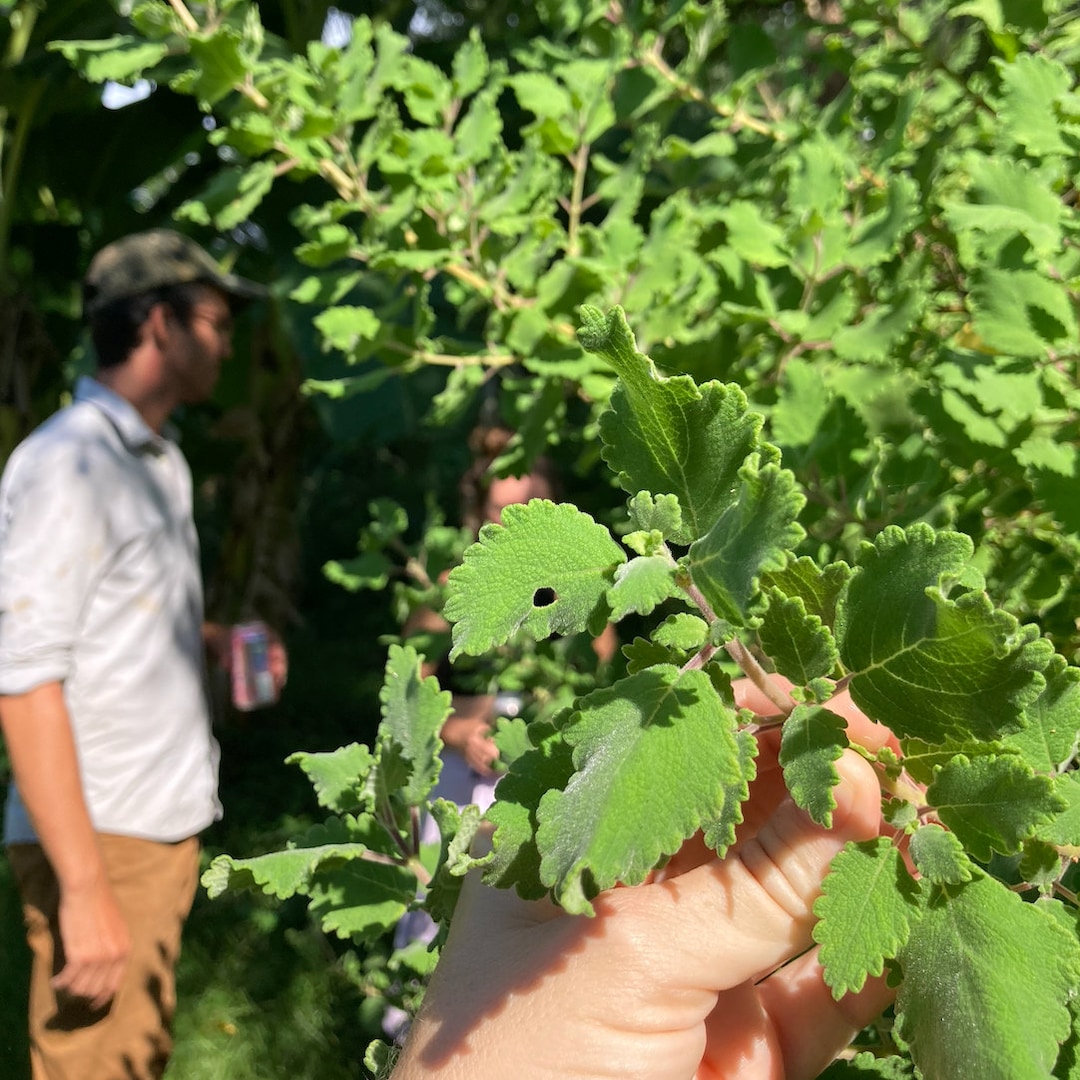 Iboza Live Plant - Etsy