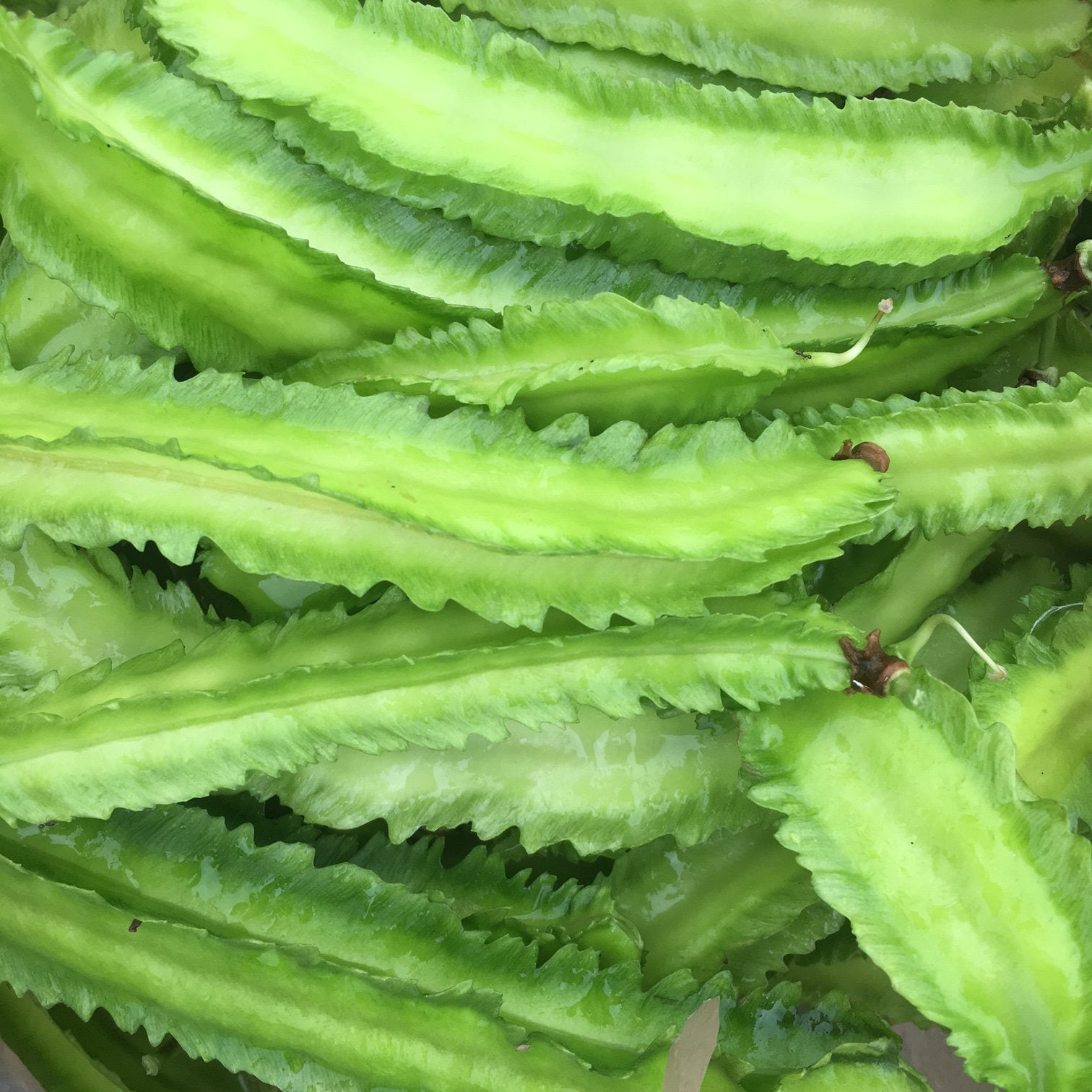Winged Bean Seed Packet, 20 Seeds - Etsy