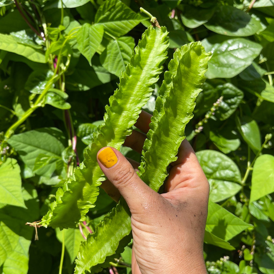 Winged Bean Seed Packet, 20 Seeds - Etsy
