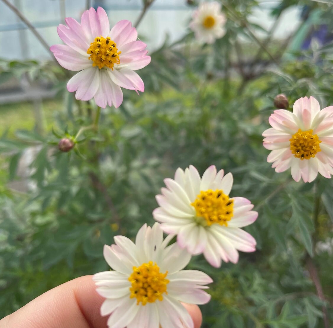 Wild Cosmo Seed Packet 30 Seeds - Etsy