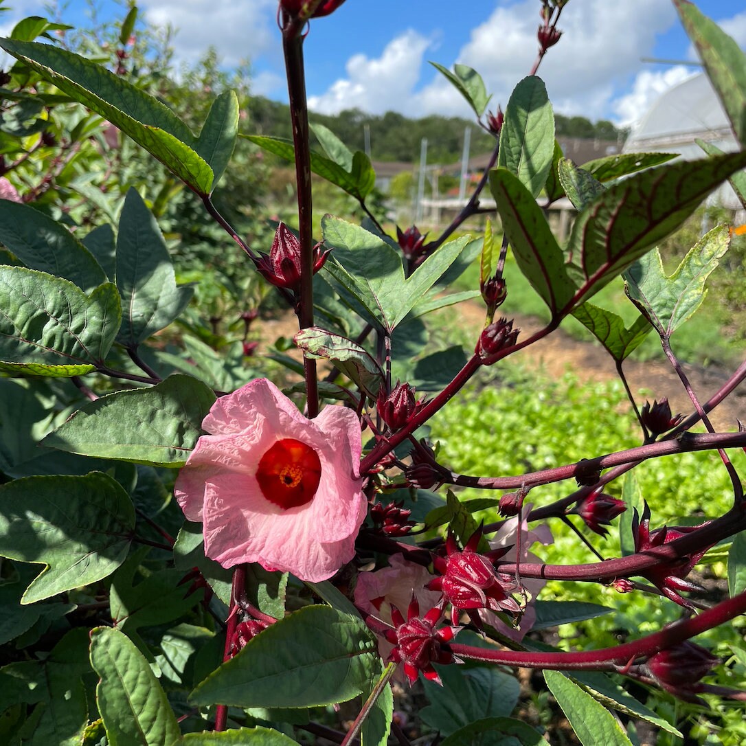 Roselle Seed Packet, 50 Seeds - Etsy