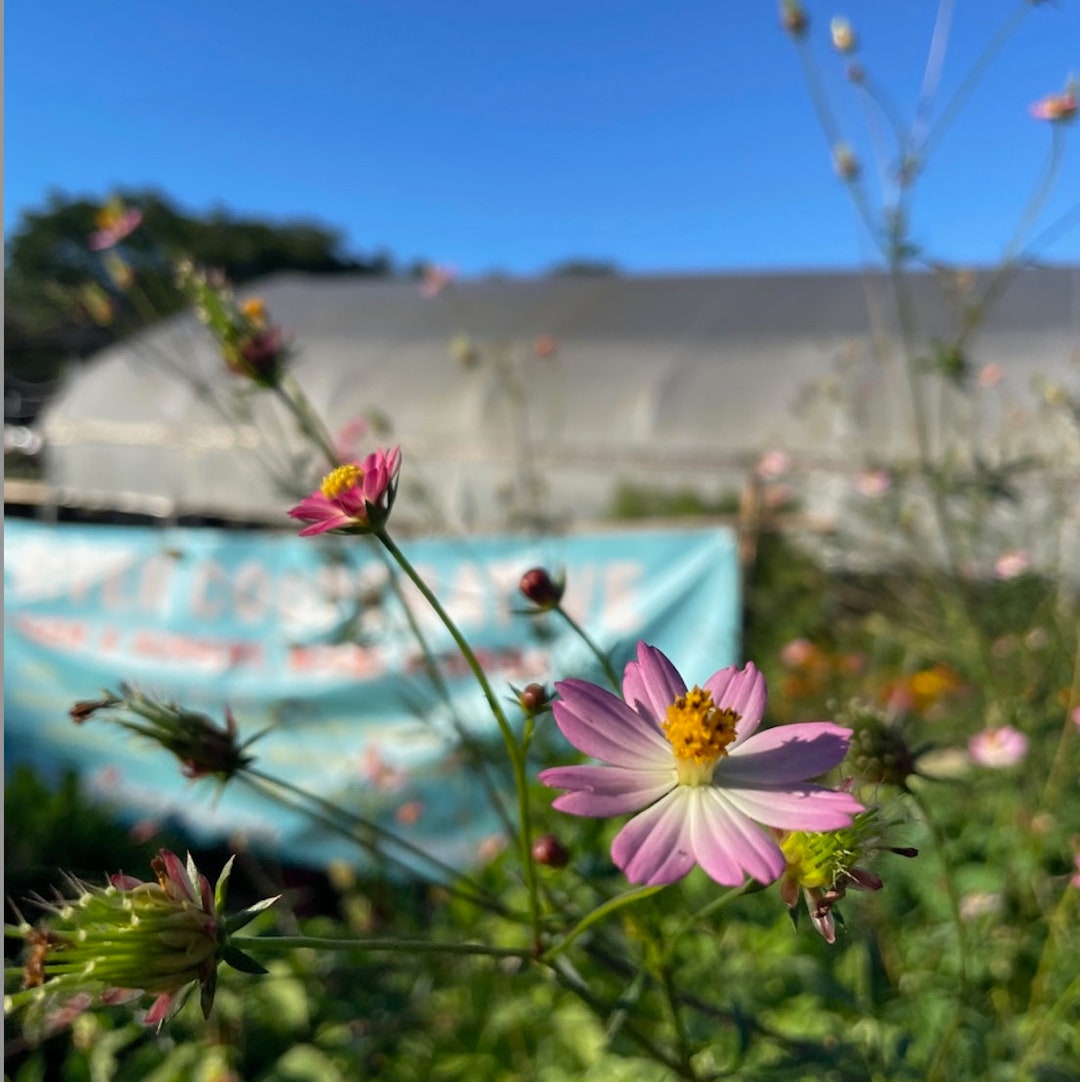 Wild Cosmo Live Plant - Etsy