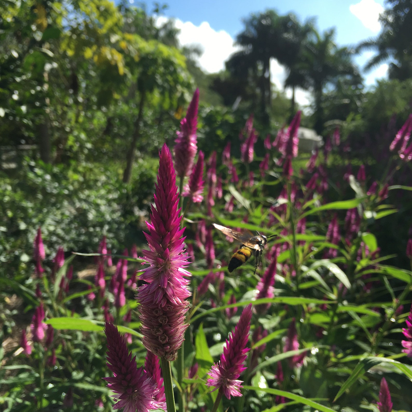 Celosia Aka Lagos Spinach (celosia Argentea Var. Spicata) Live Plant ...