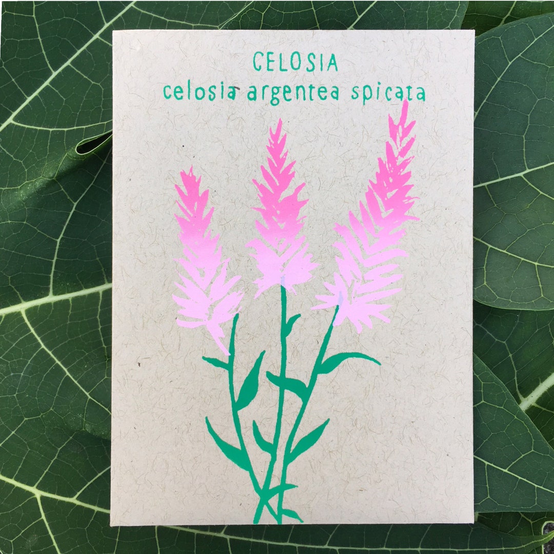 Flamingo Celosia Seed Packet, 100 Seeds - Etsy