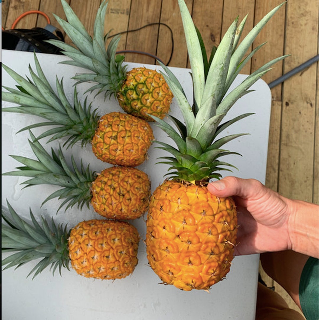 Elite Gold Pineapple Live Plant - Etsy