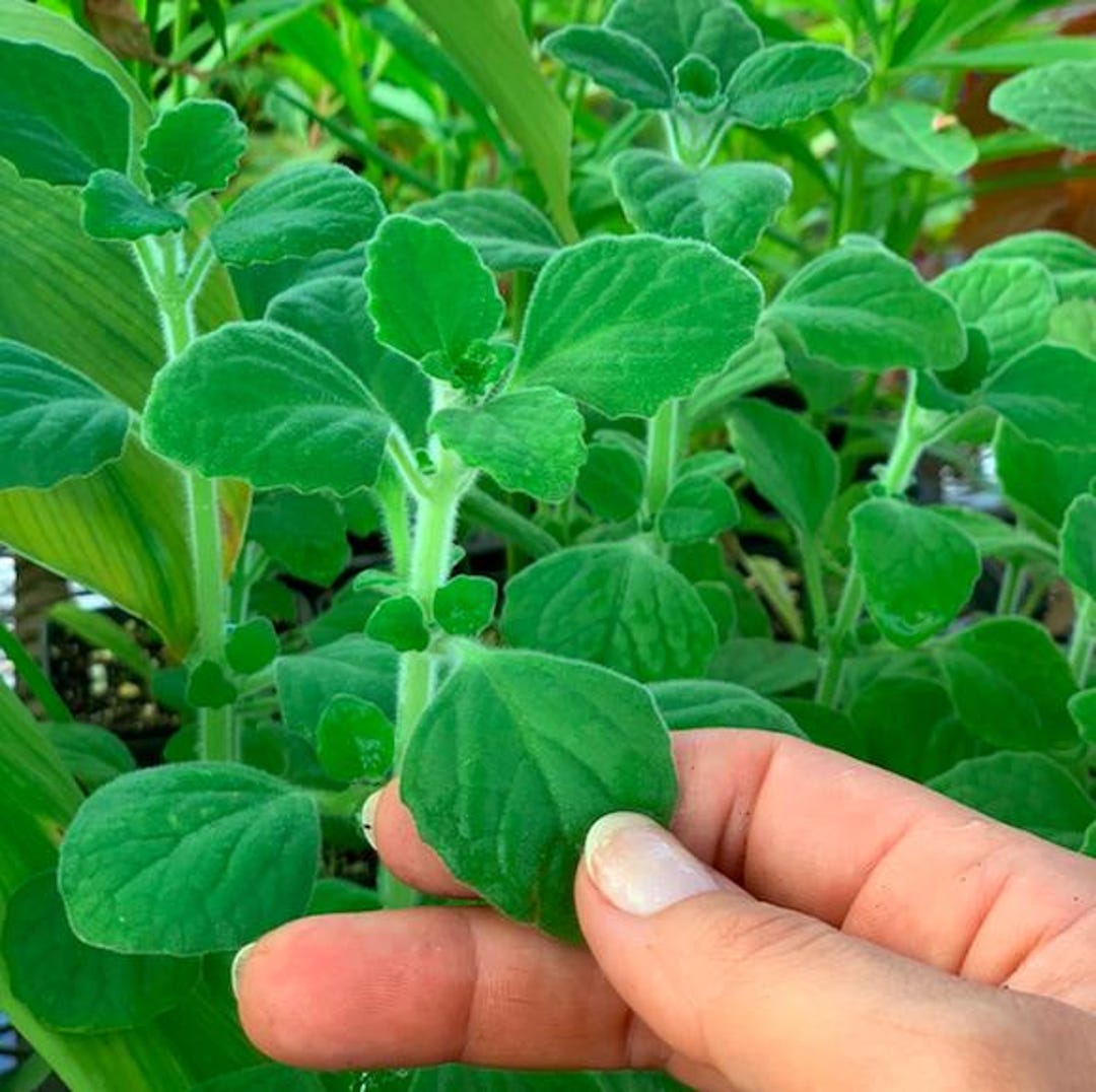 Vicks Live Plant - Etsy