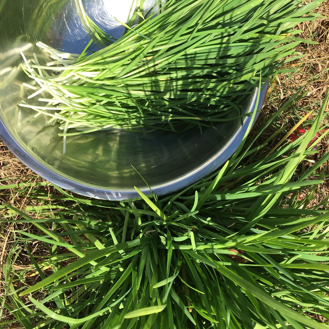 Chive Live Plant - Etsy