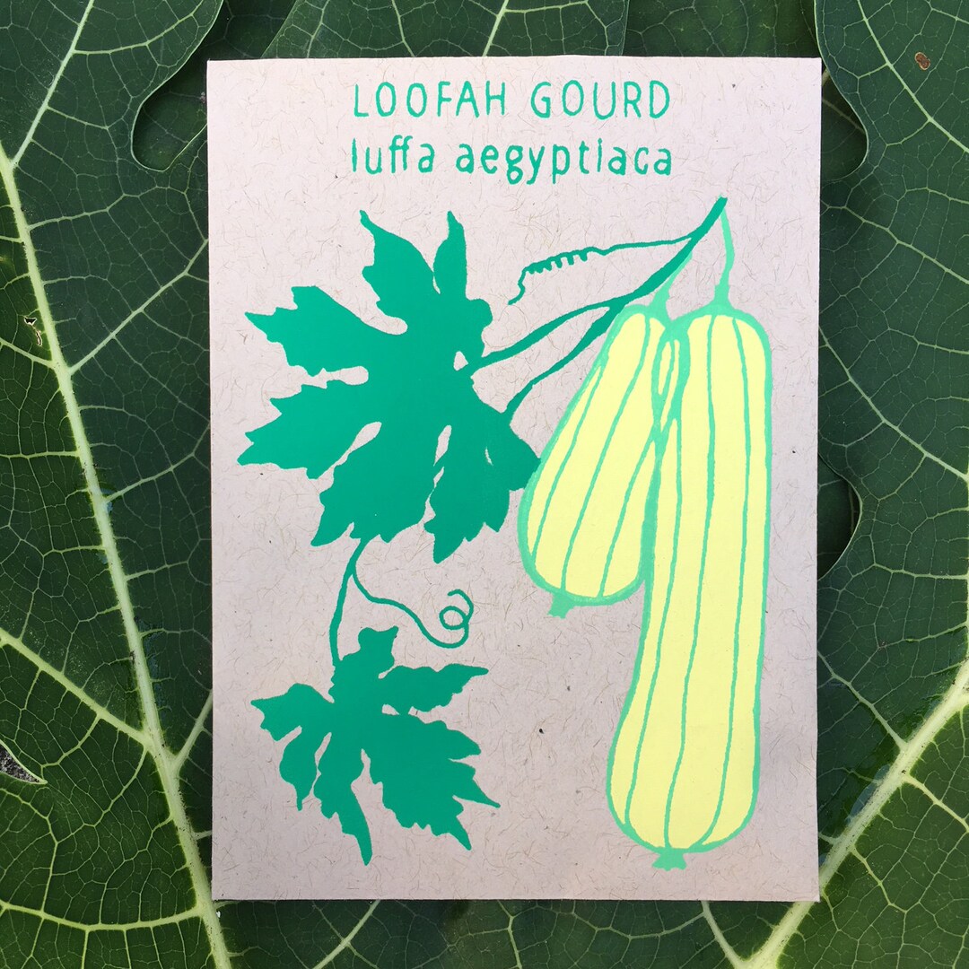 Loofah Seed Packet, 30 Seeds - Etsy