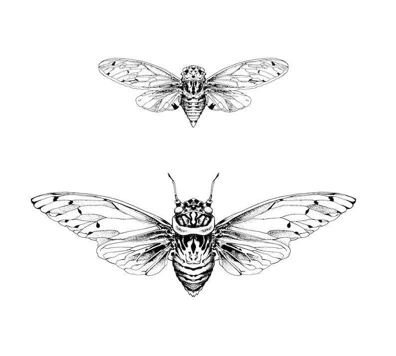 Vector Dot Illustration of Male and Female Cicada - Etsy