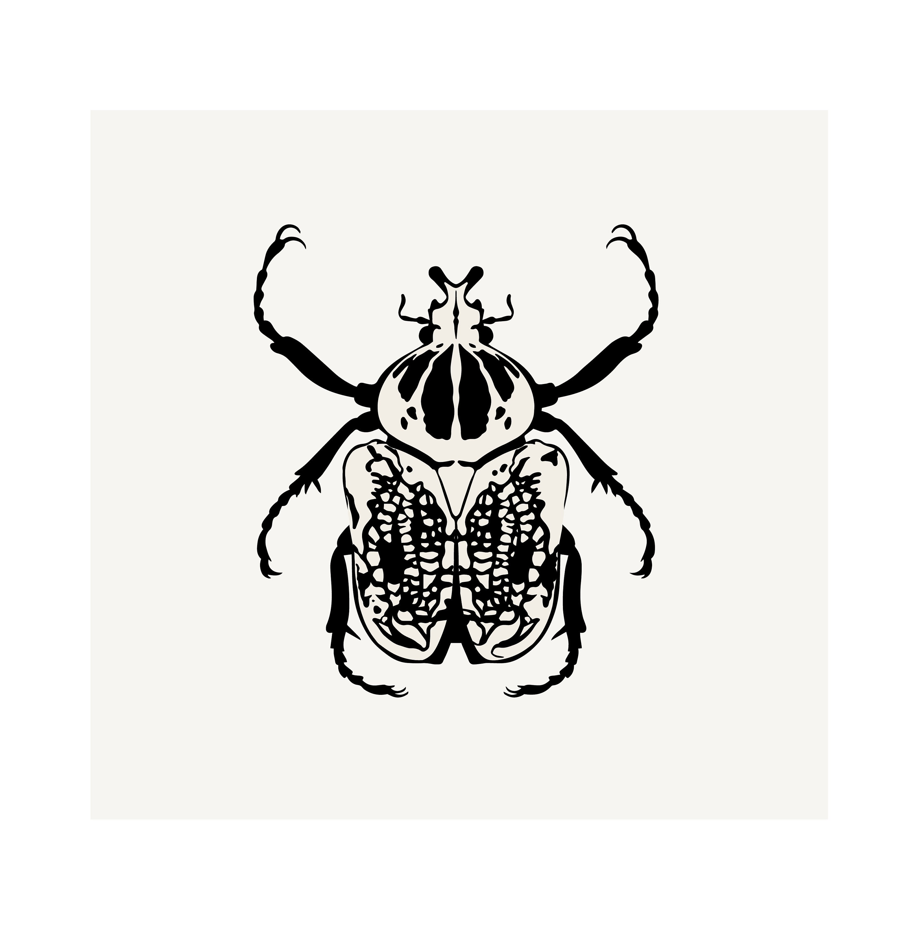 Big Bundle of Vector Beetles - Etsy
